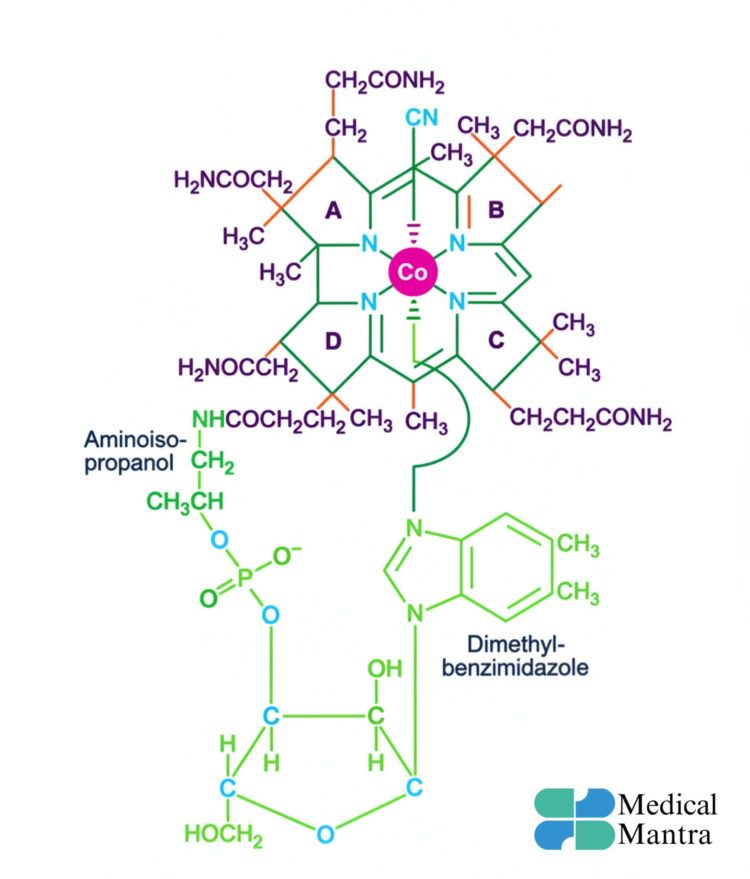 Vitamin B12 : Structure, absorbtion, function, deficiency and treatment ...