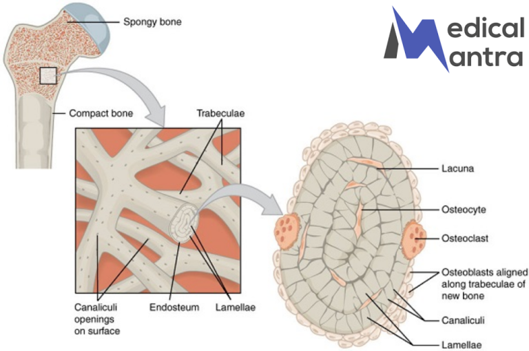 Trabeculae Bone: Anatomy, Structure, Function, - Medical Mantra