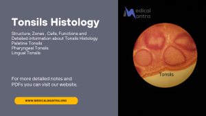 Unlock Tonsils Histology: Learn the Structure and Composition of ...